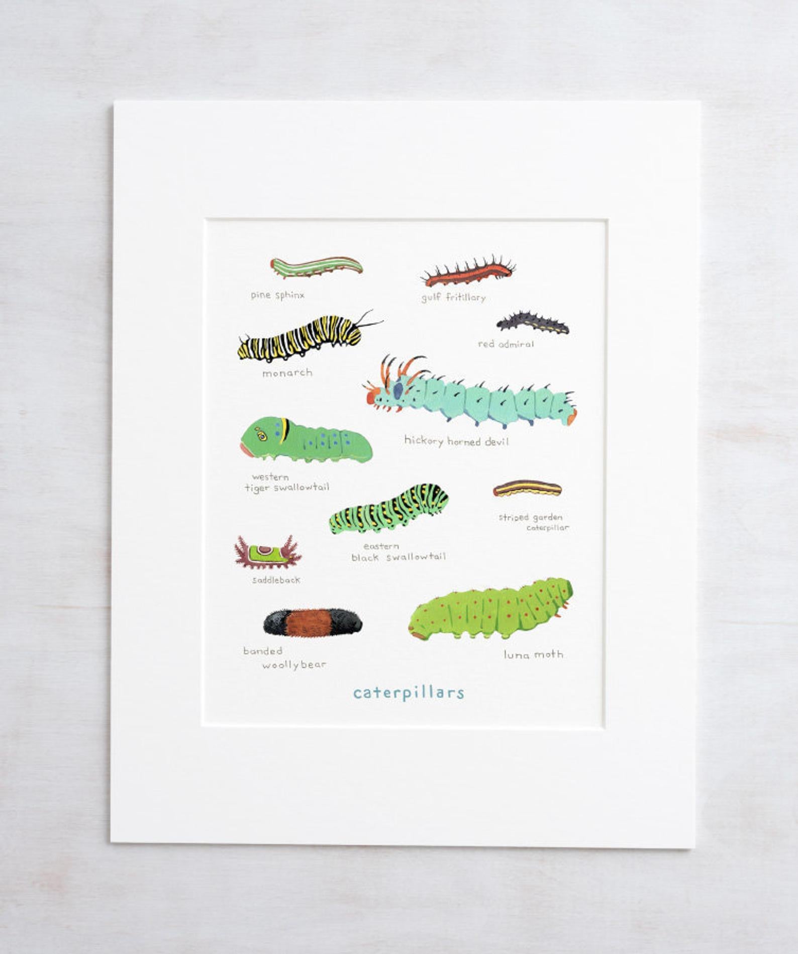 Caterpillars Chart Illustrated Print | Studio Tuesday for HERE. a pop ...