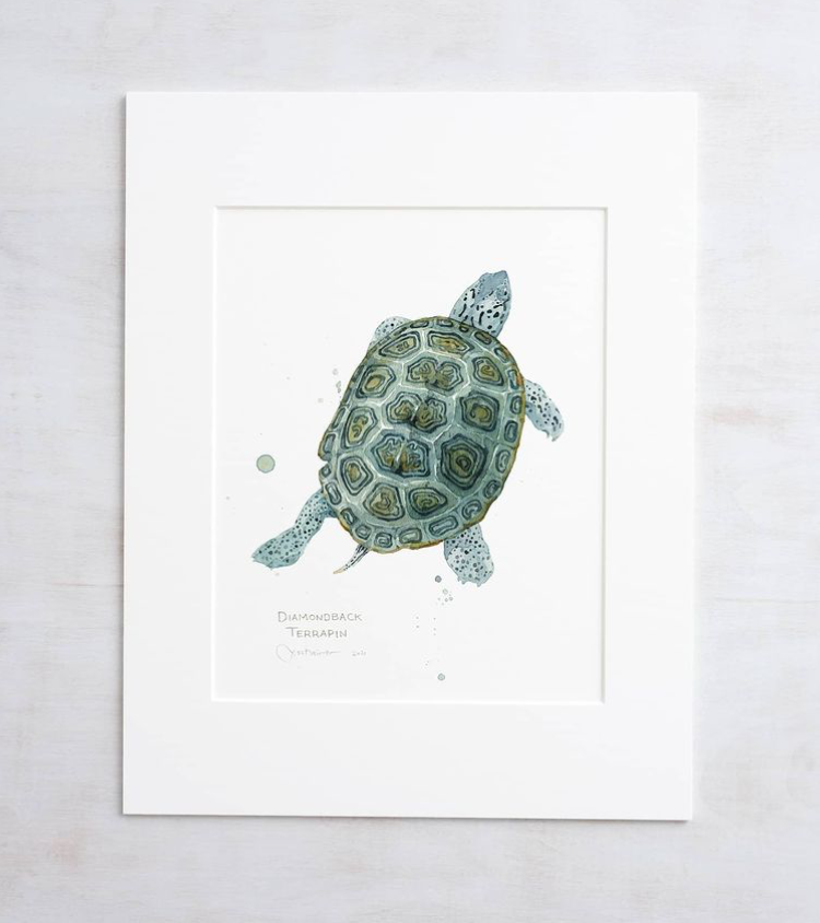 Diamondback Terrapin Illustration | Terrapin Turtle Art | HERE. a pop ...